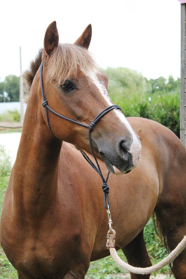 La cavalerie Club - Chartresequitation